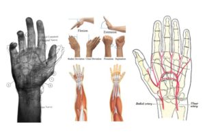 The Ultimate Guide To Wrist Mobility For Calisthenics - Bodyweight ...